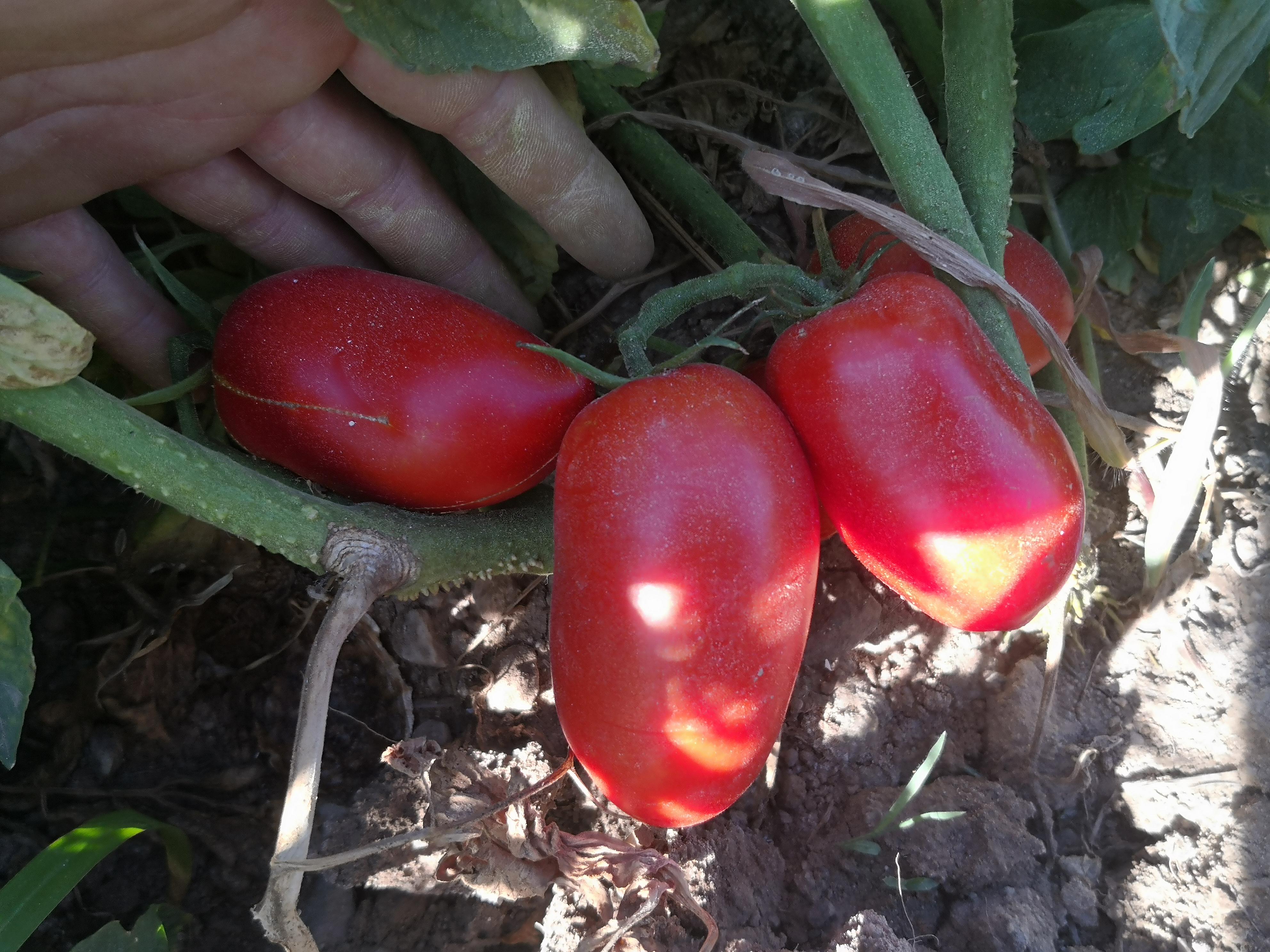 Ramazan yalavuz tarafından paylaşılan Domates resmi - #12121