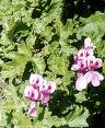 Pelargonium Radula